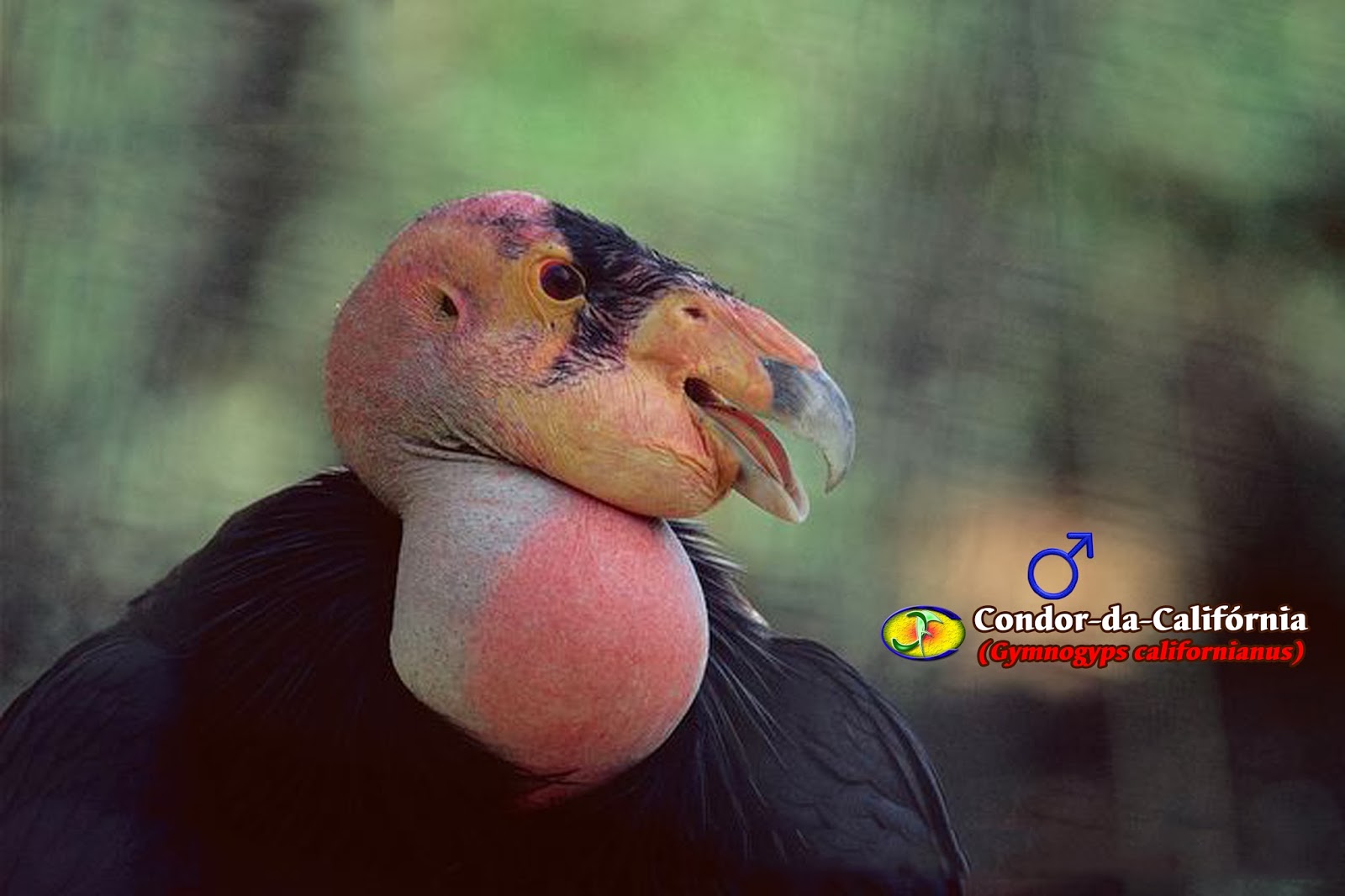 ORNITOLOGIA: Condor-da-California (Gymnogyps californianus)